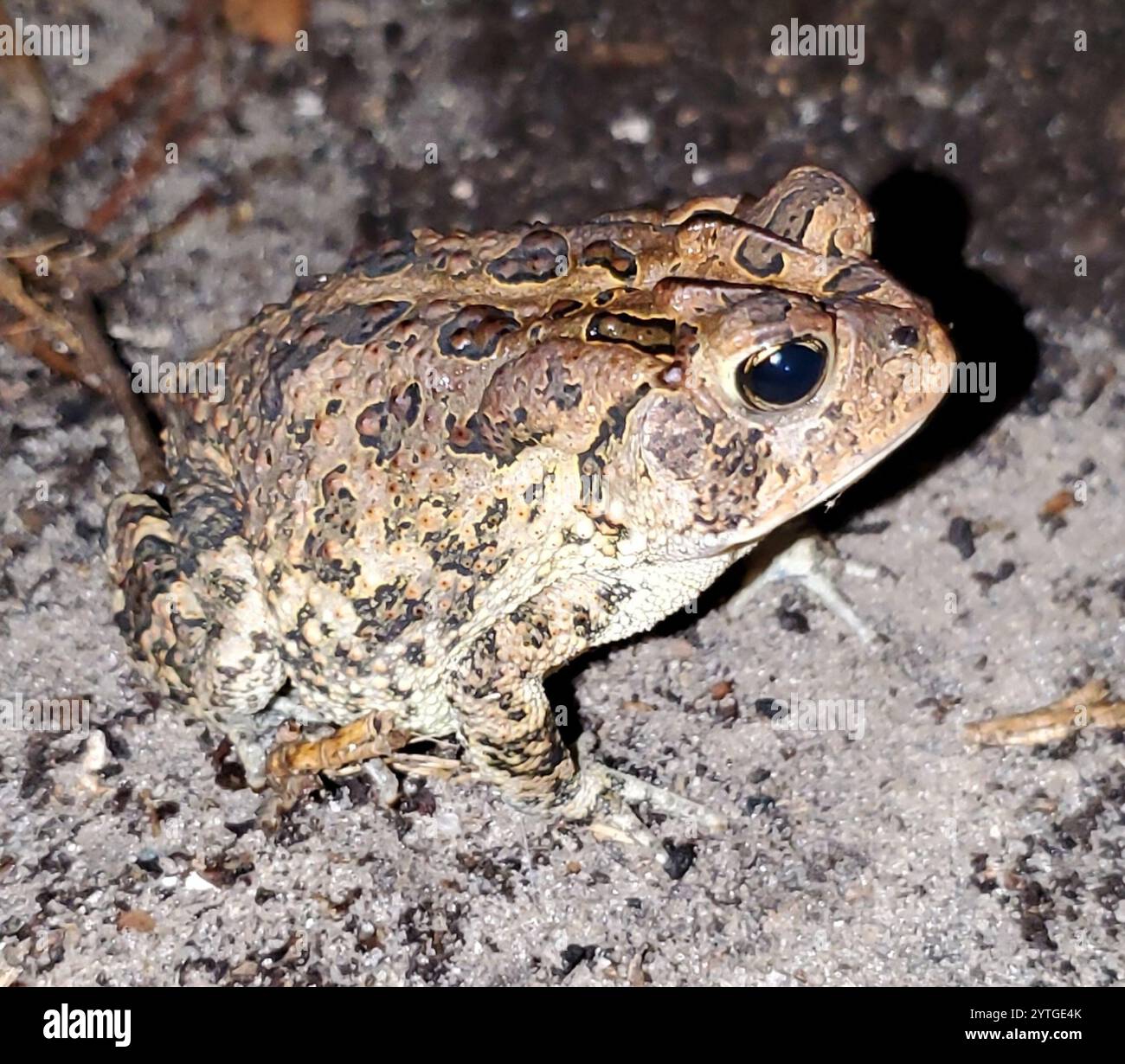 Southern Toad (Anaxyrus terrestris Stock Photo - Alamy
