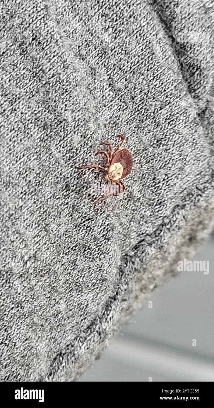 Rocky Mountain Wood Tick (Dermacentor andersoni Stock Photo - Alamy