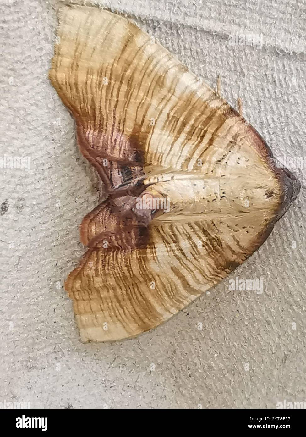 Scorched Wing (Plagodis dolabraria Stock Photo - Alamy