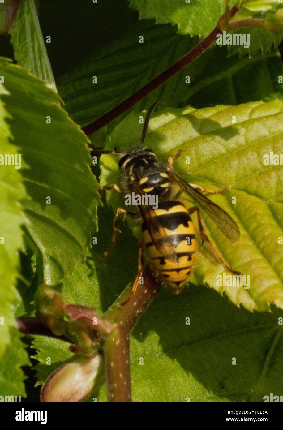 Common European Yellowjacket (Vespula vulgaris Stock Photo - Alamy