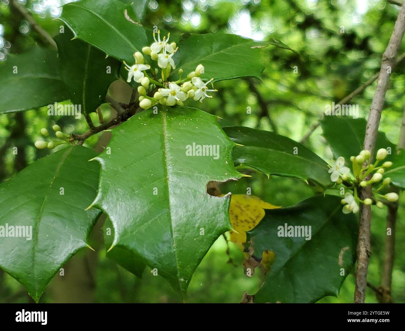 American holly (Ilex opaca Stock Photo - Alamy