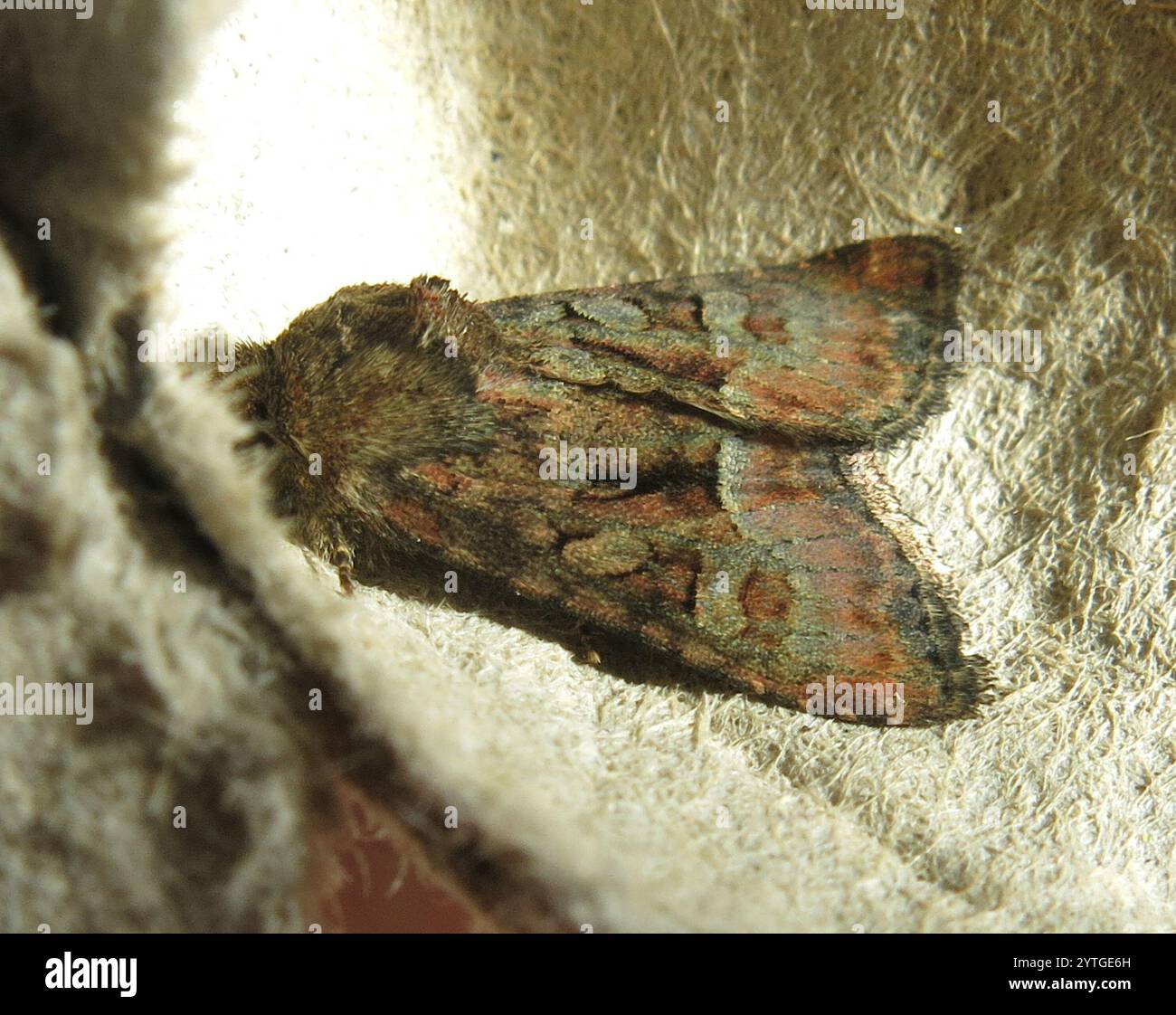 Oligia hi-res stock photography and images - Alamy