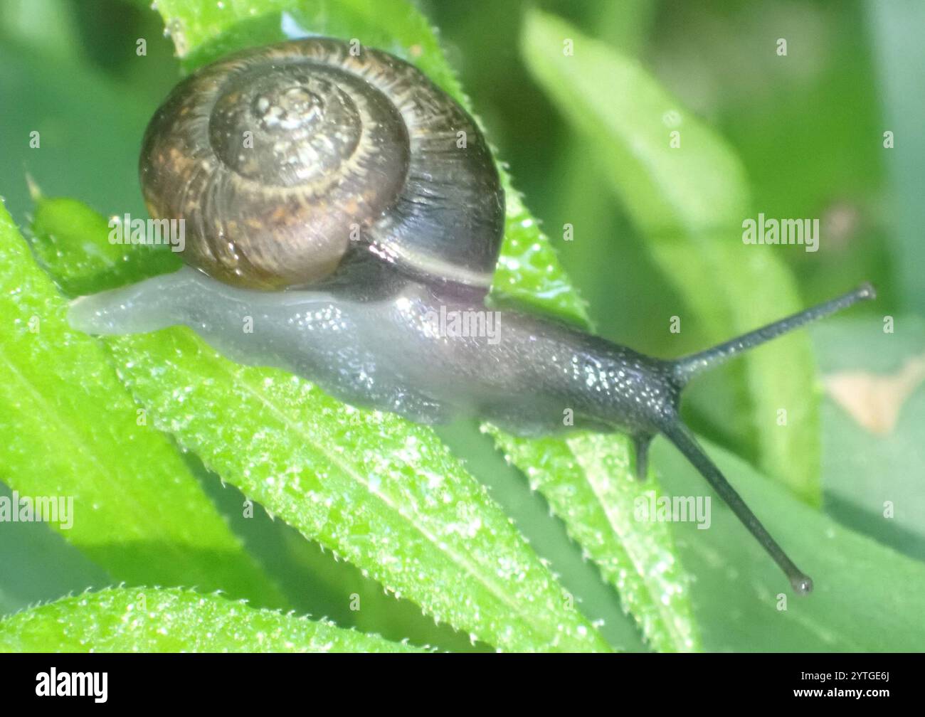 Copse Snail (Arianta arbustorum Stock Photo - Alamy