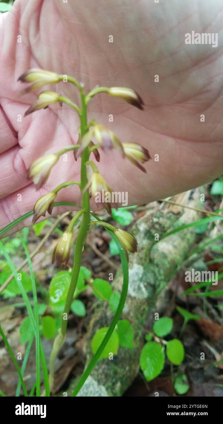 putty root (Aplectrum hyemale Stock Photo - Alamy
