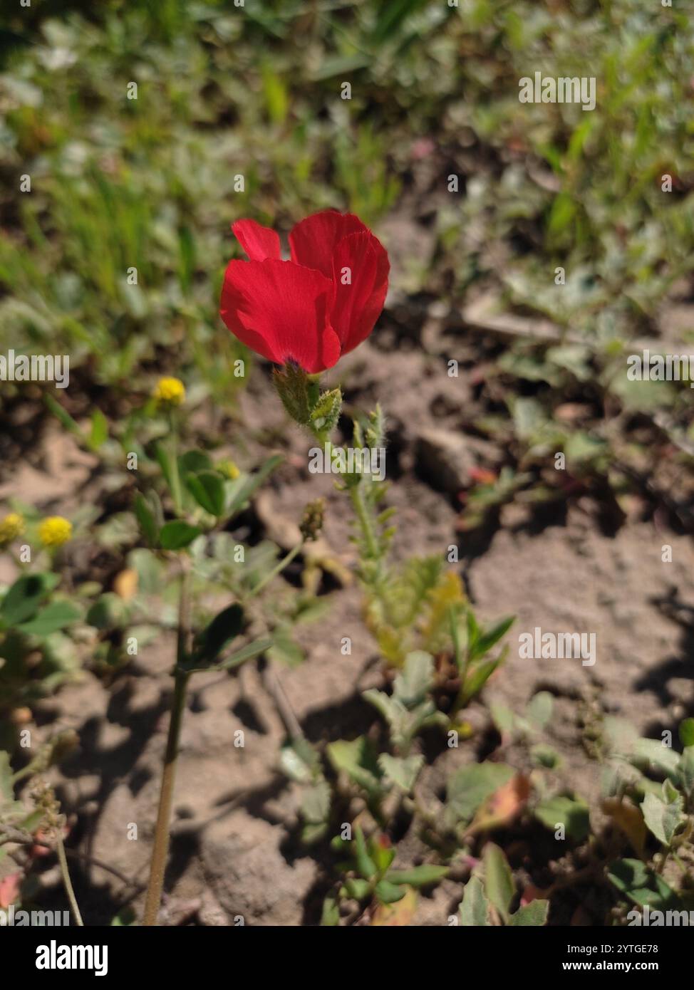 Red Horned Poppy (Glaucium corniculatum Stock Photo - Alamy
