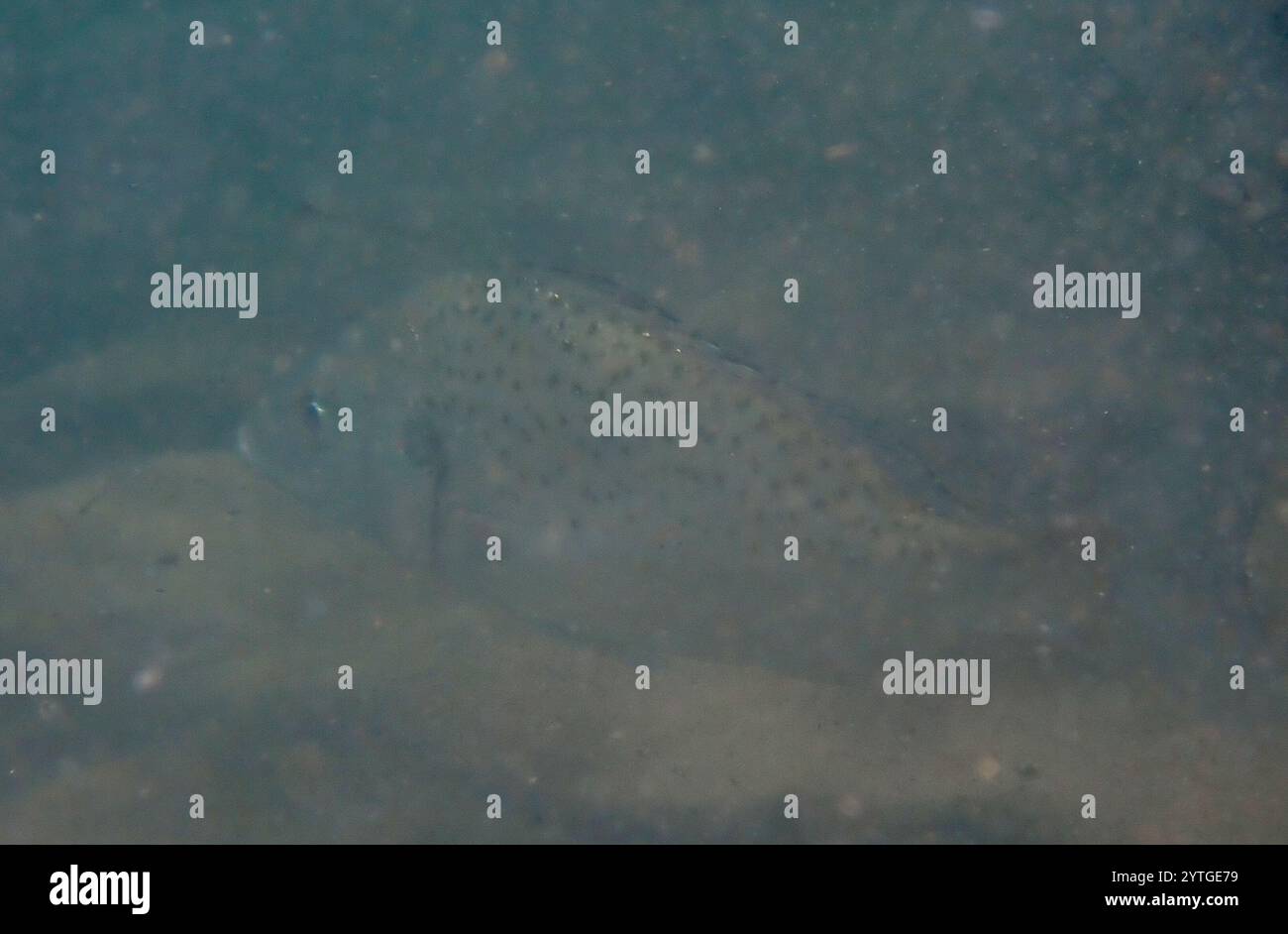 Small-spotted Grunter (Pomadasys commersonnii Stock Photo - Alamy