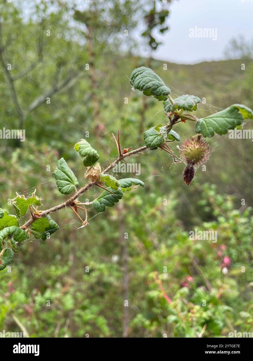 Gooseberry canyon hi-res stock photography and images - Alamy