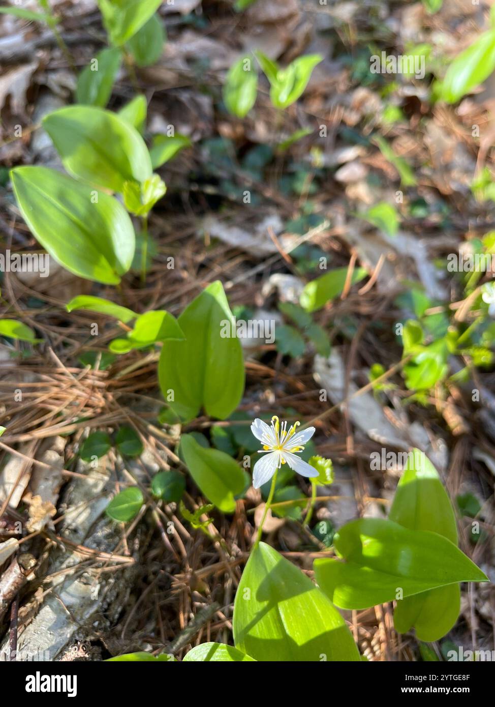 threeleaf goldthread (Coptis trifolia Stock Photo - Alamy