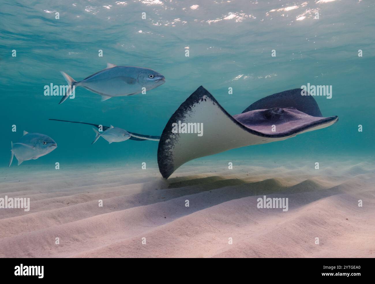 Eye level with a Southern Stingray (Hypanus americanus), shadow visible ...