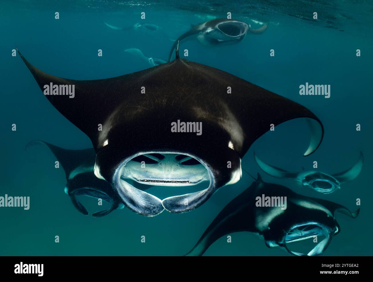 Eye level with a Reef Manta Ray (Mobula alfredi) swimming directly ...