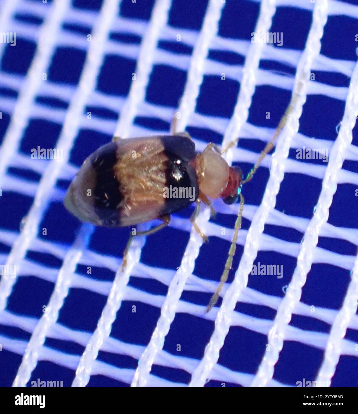 Blackbelly Leafbeetle (Monolepta melanogaster Stock Photo - Alamy