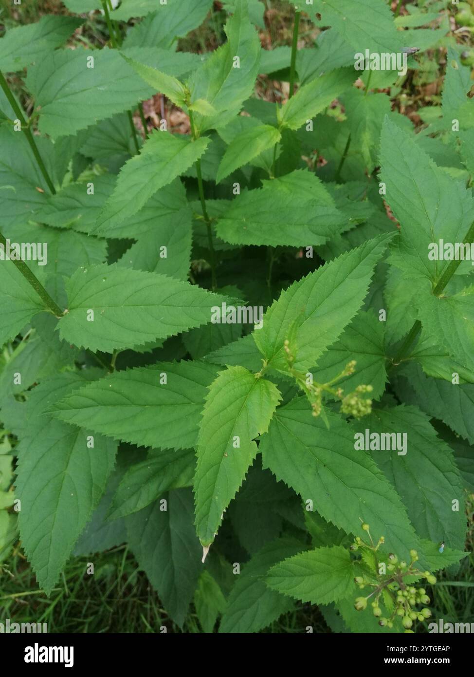 Common Figwort (Scrophularia nodosa Stock Photo - Alamy