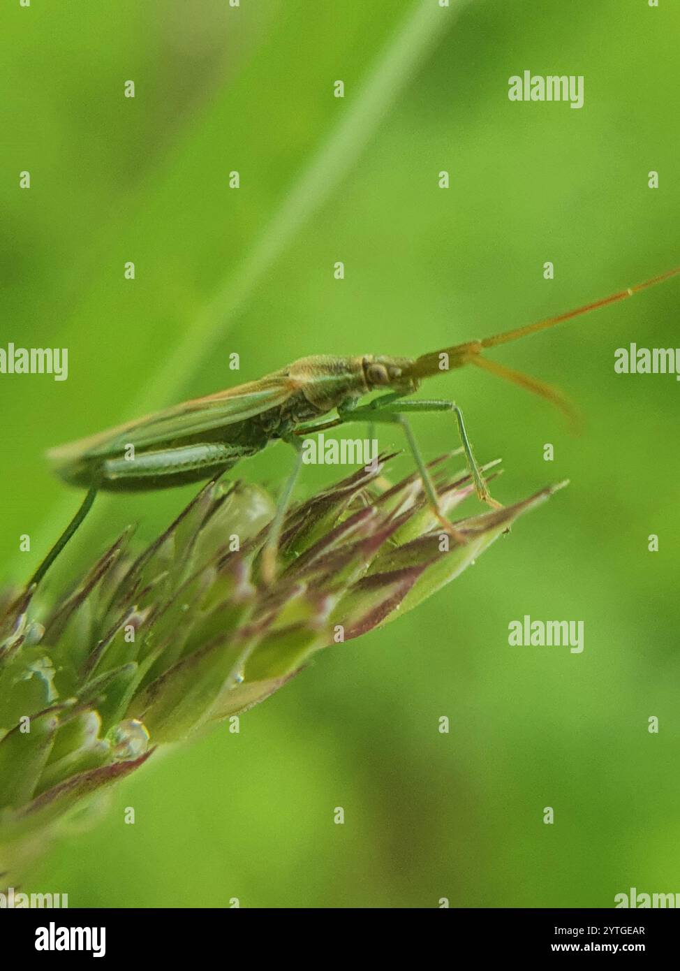 Grass bug (Stenodema laevigata Stock Photo - Alamy