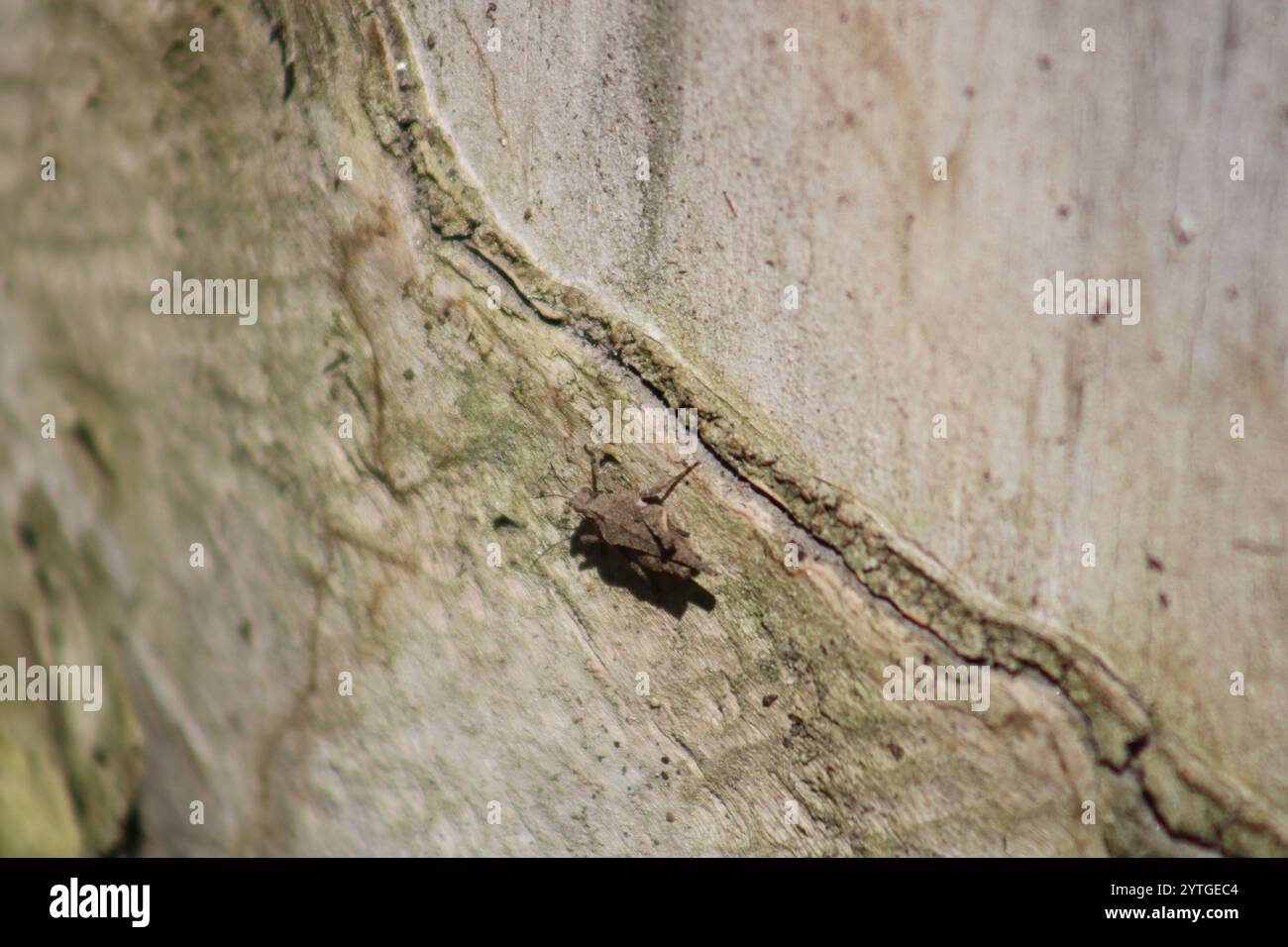 Grouse locust hi-res stock photography and images - Alamy