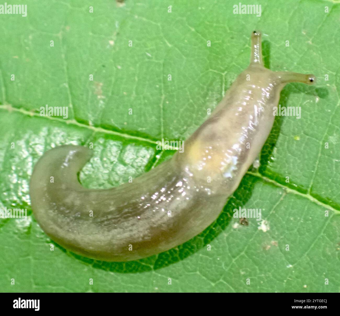 Tree slug (Lehmannia marginata Stock Photo - Alamy
