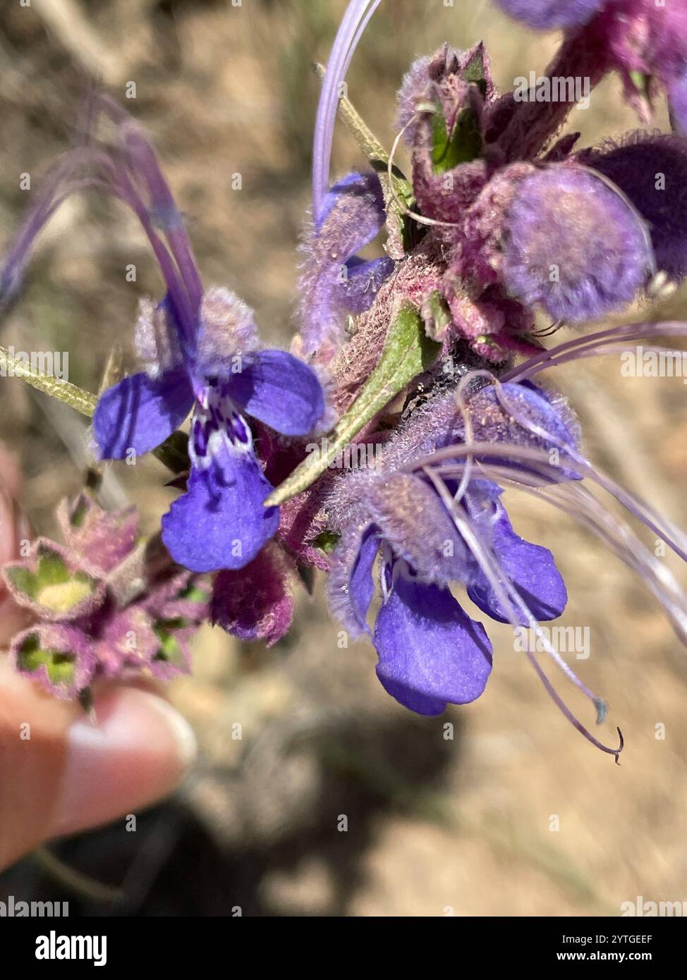 woolly bluecurls (Trichostema lanatum Stock Photo - Alamy
