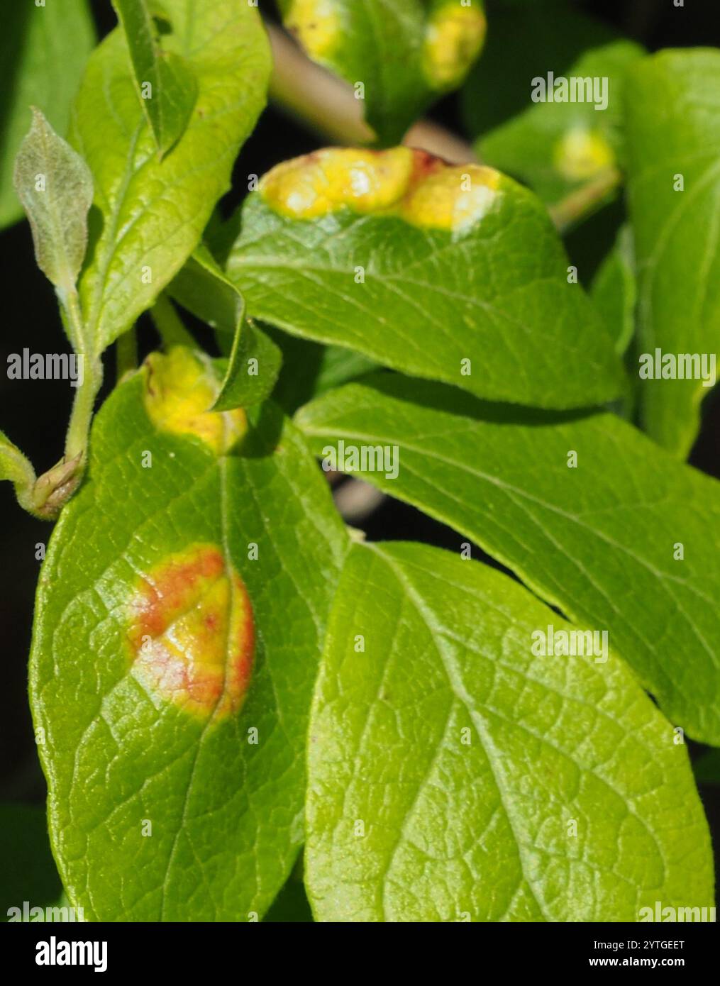 Exobasidium hi-res stock photography and images - Alamy