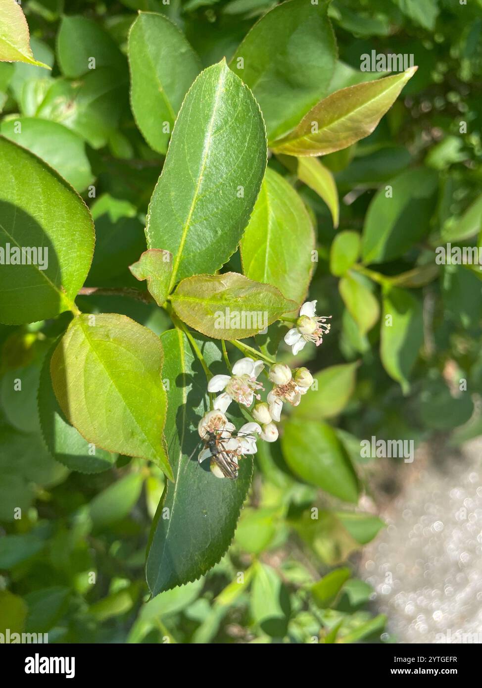 black chokeberry (Aronia melanocarpa Stock Photo - Alamy