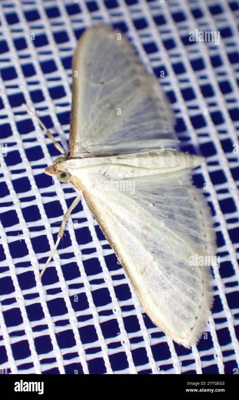 Jasmine moth hi-res stock photography and images - Alamy