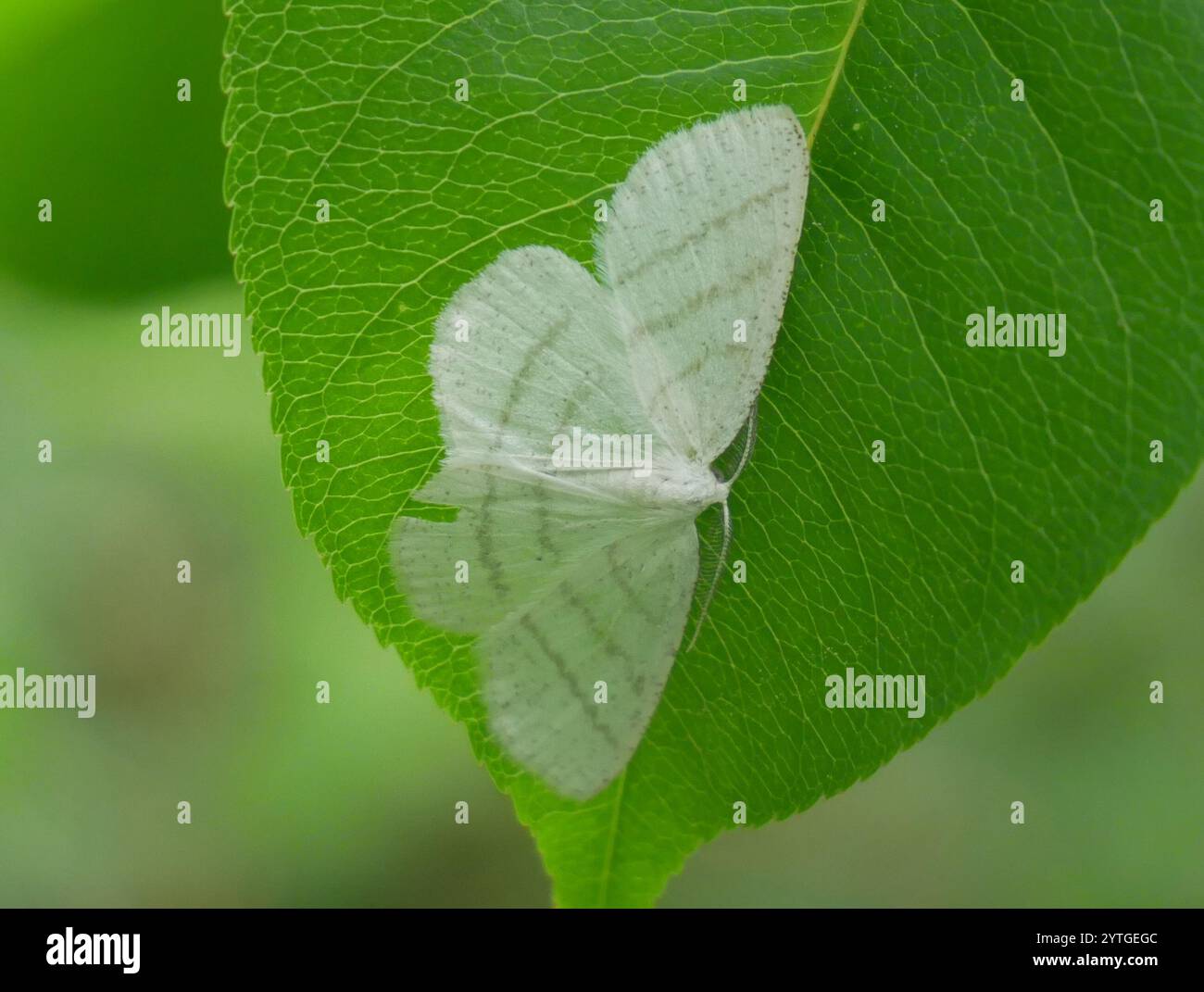 Common White Wave (Cabera pusaria Stock Photo - Alamy