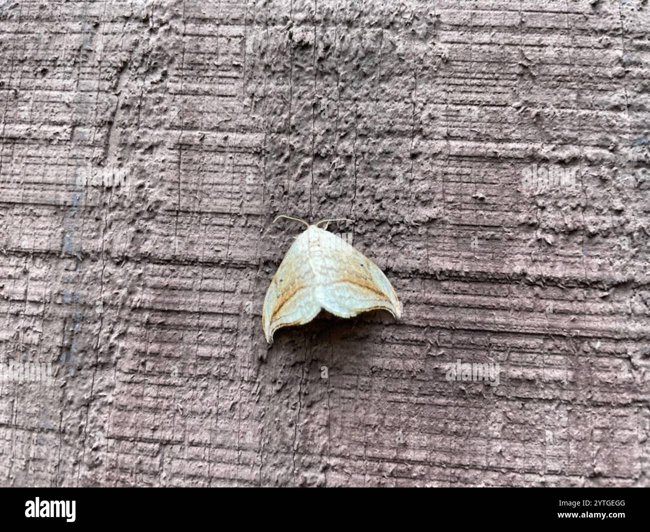 Arched Hooktip Moth (Drepana arcuata Stock Photo - Alamy