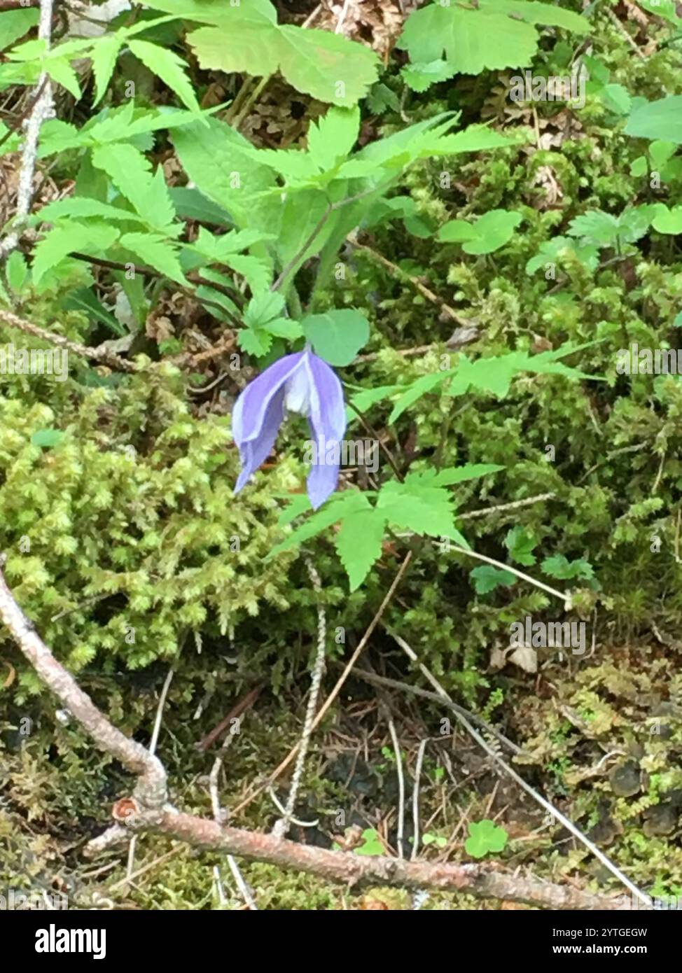 Alpine Clematis (Clematis alpina Stock Photo - Alamy