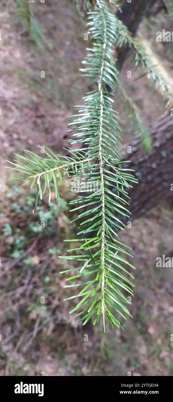 Huckleberry Broom Rust Fungus (Calyptospora columnaris Stock Photo - Alamy