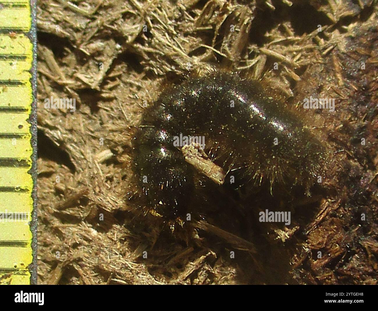 Long-jointed Beetles (Lagriinae Stock Photo - Alamy