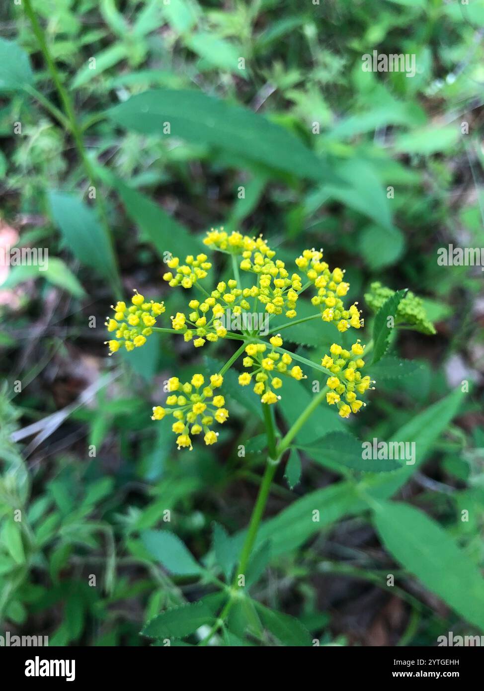 golden Alexanders (Zizia aurea Stock Photo - Alamy