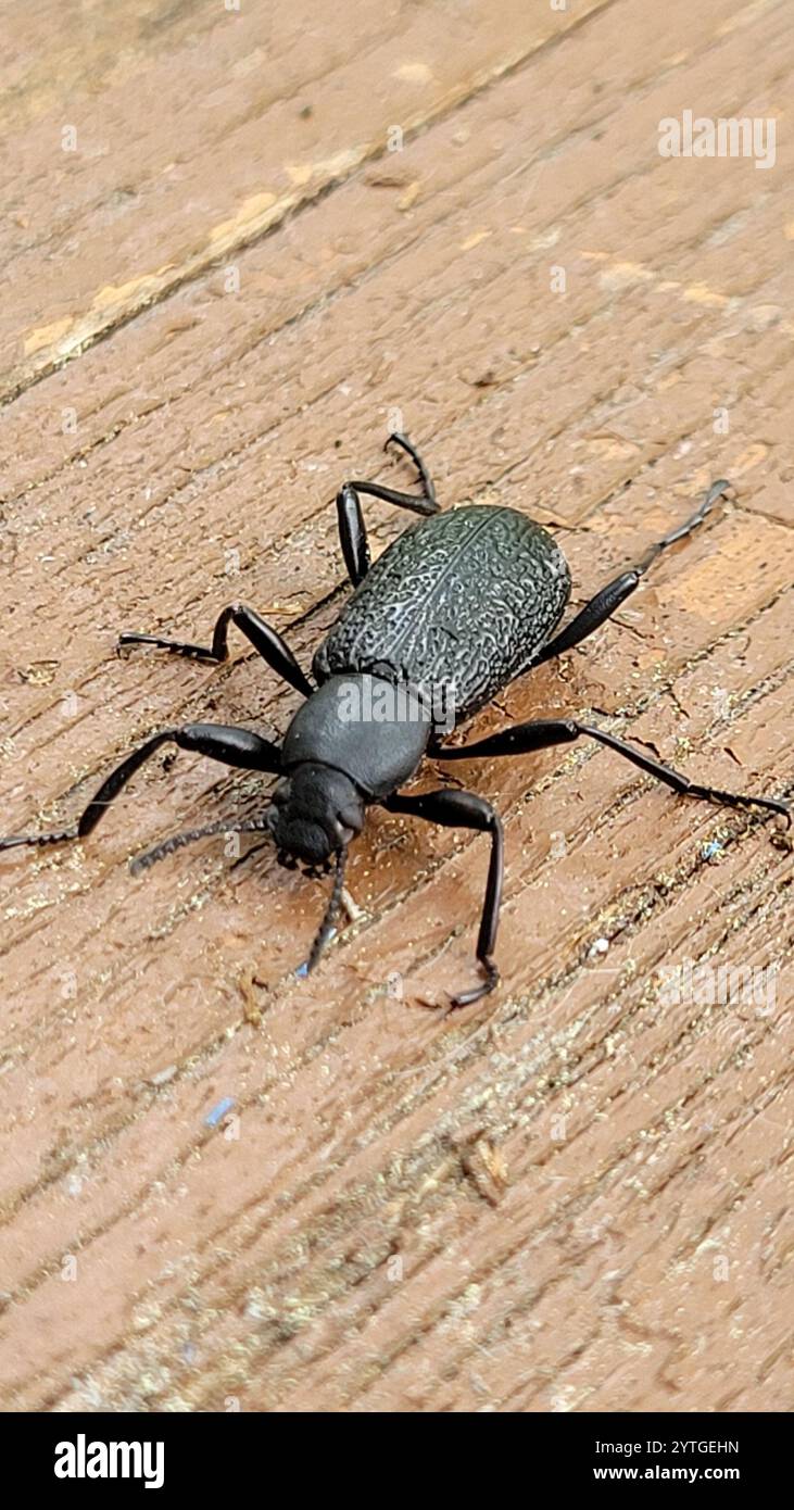Roughened Darkling Beetle (Upis ceramboides Stock Photo - Alamy