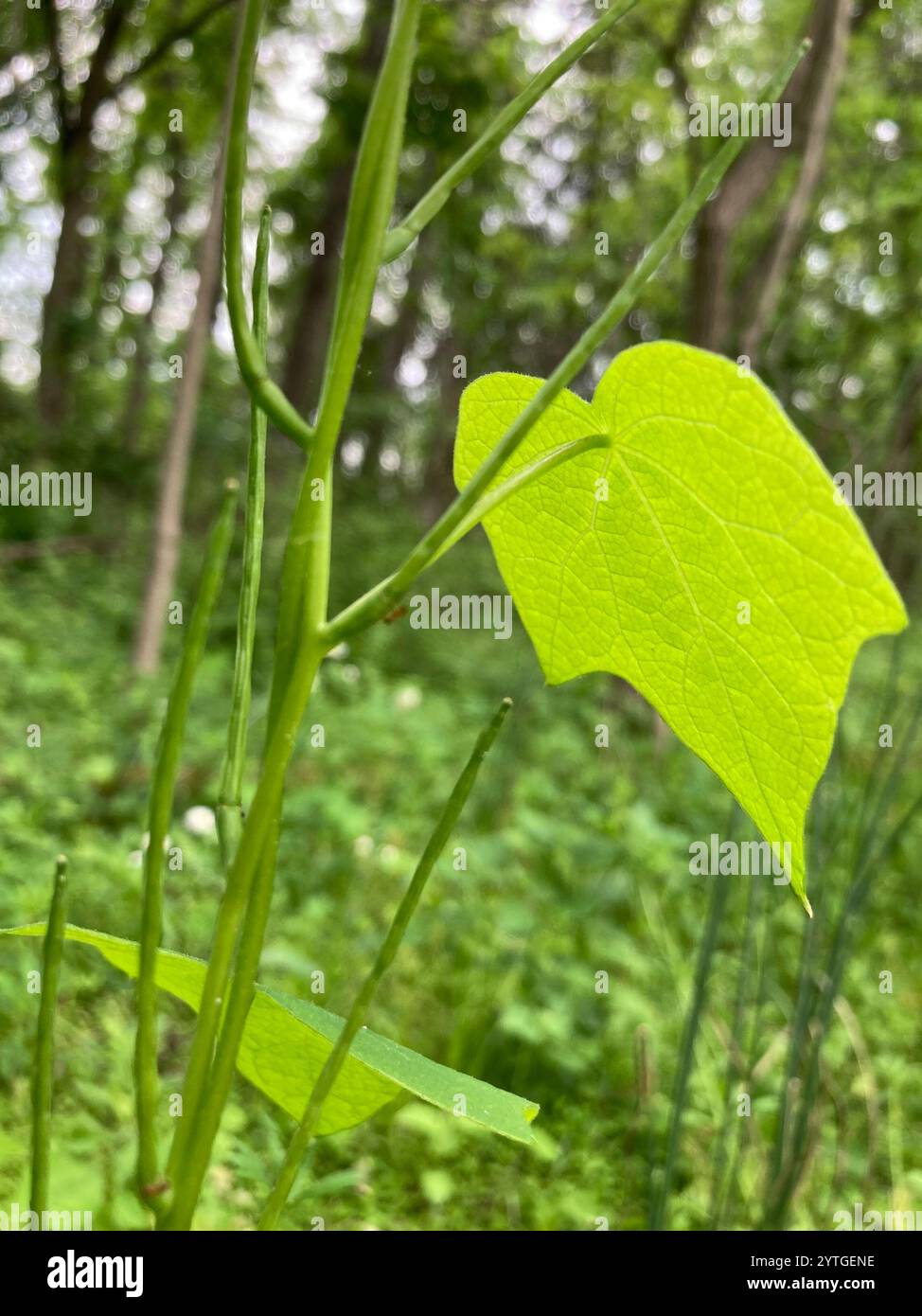 moonseed (Menispermum canadense Stock Photo - Alamy