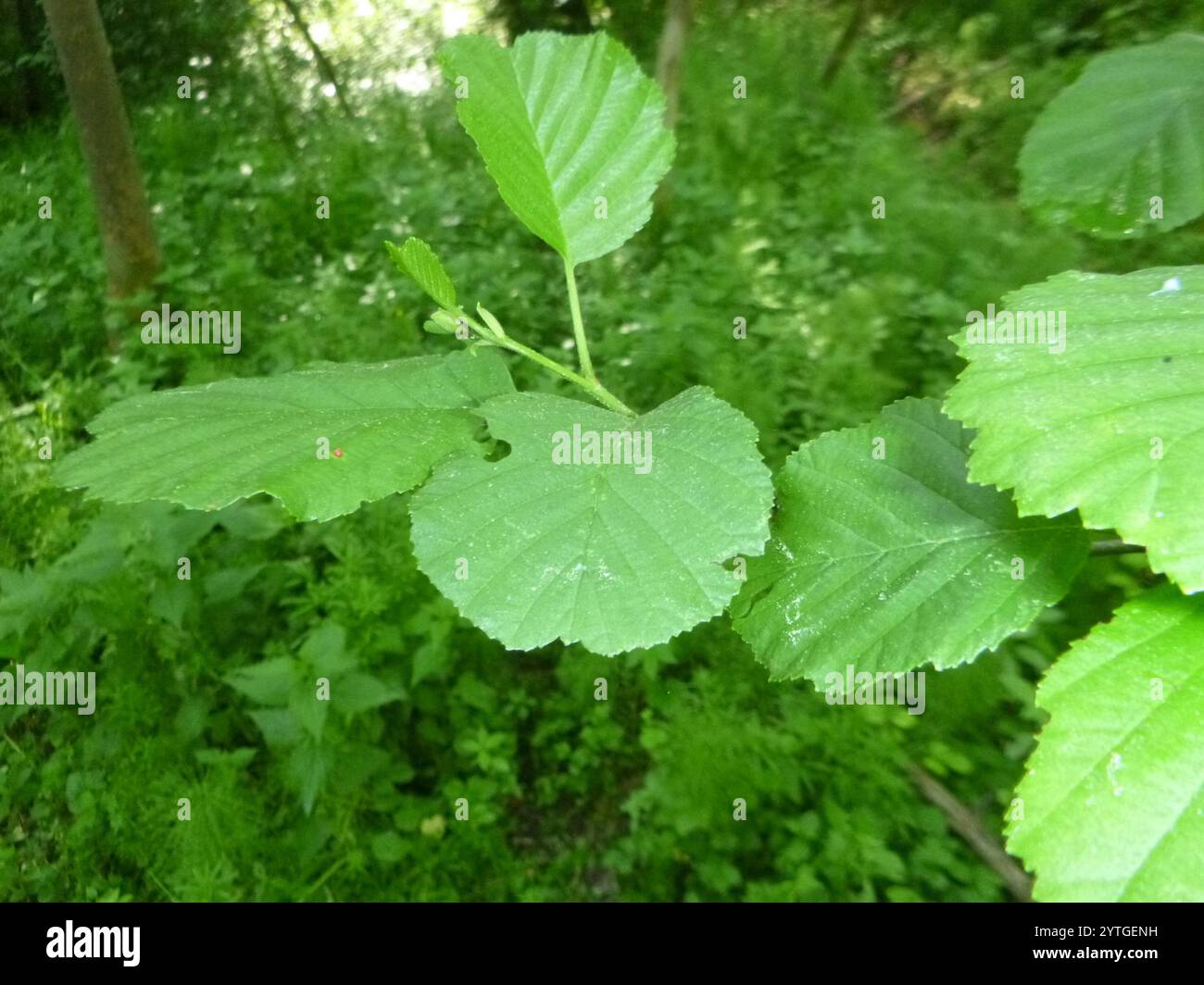 common alder (Alnus glutinosa Stock Photo - Alamy