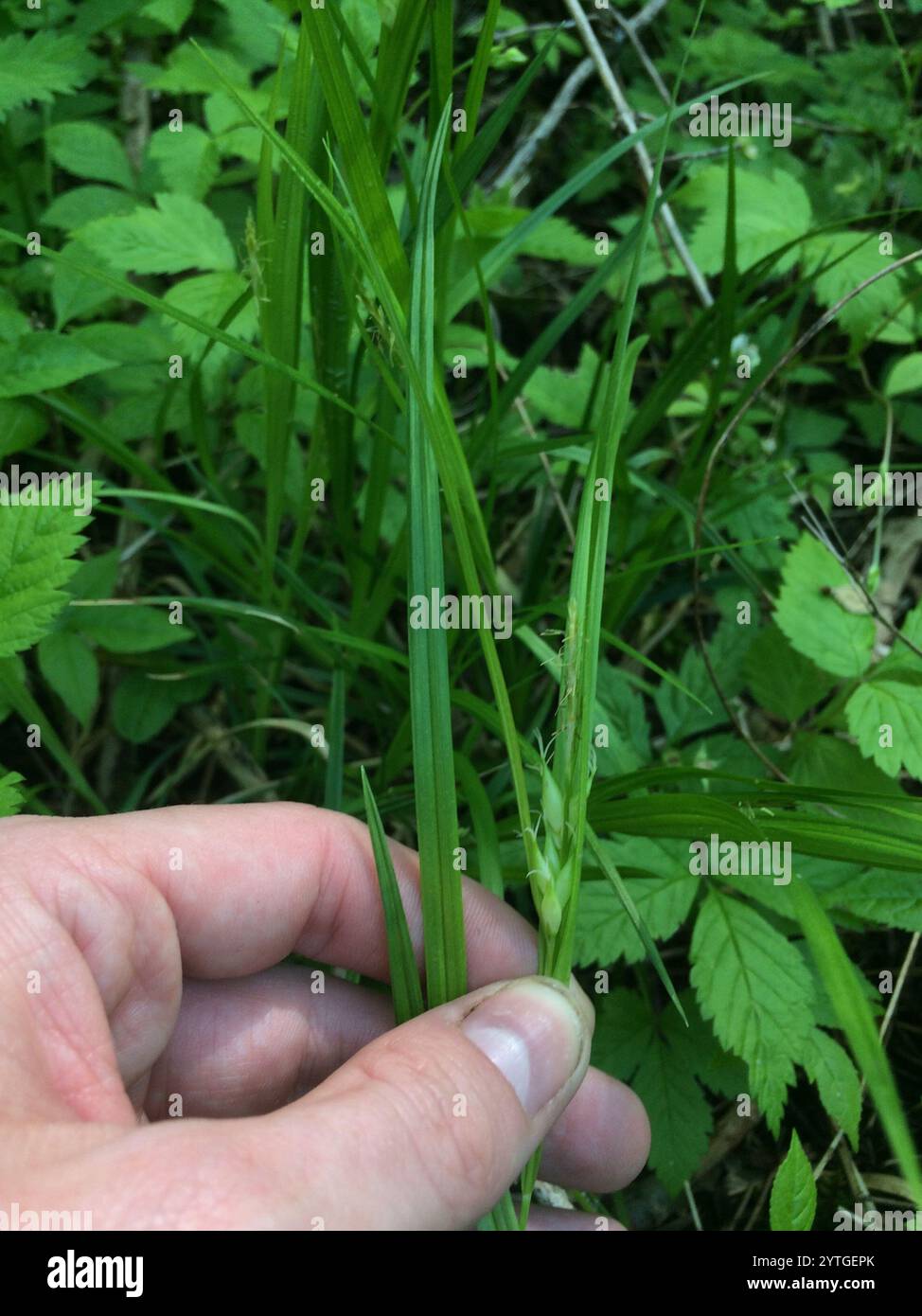 bladder sedge (Carex intumescens Stock Photo - Alamy
