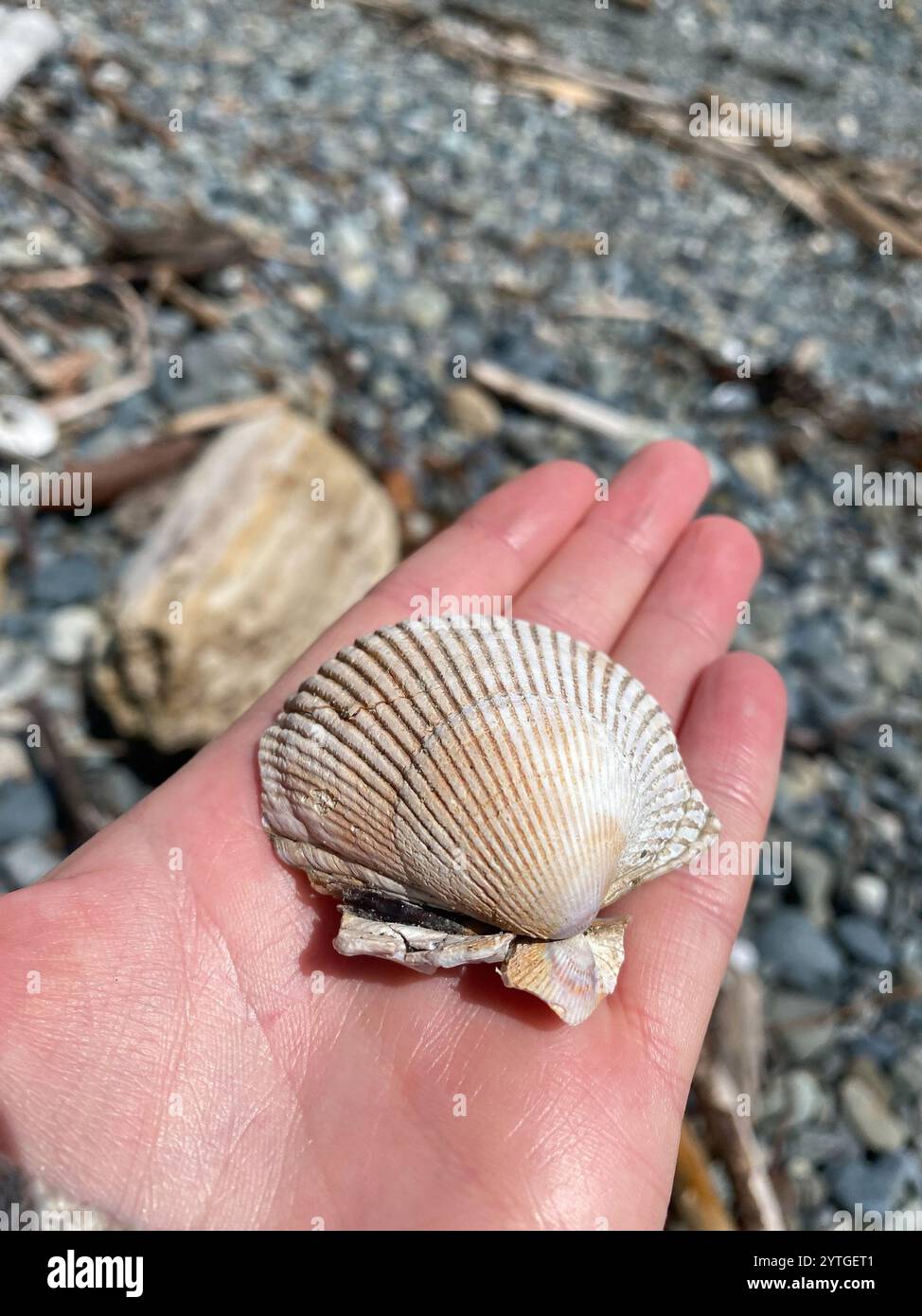 Clinocardium hi-res stock photography and images - Alamy