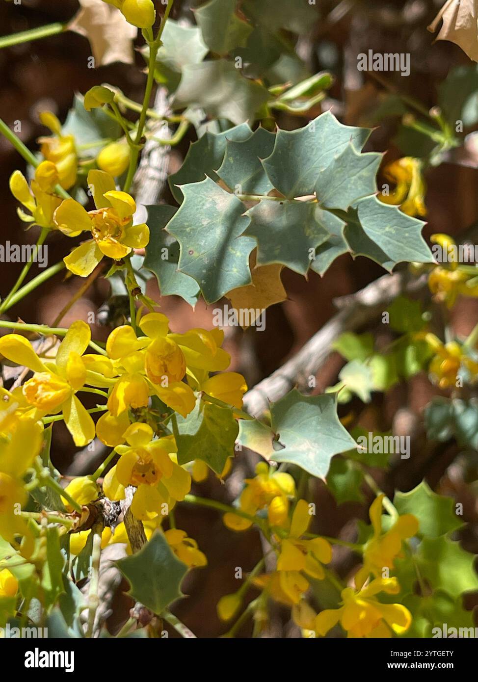 Berberis fremontii hi-res stock photography and images - Alamy