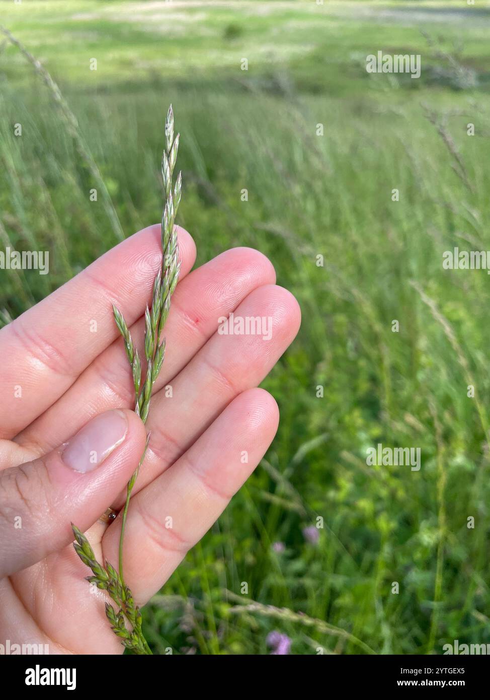 tall fescue (Lolium arundinaceum Stock Photo - Alamy
