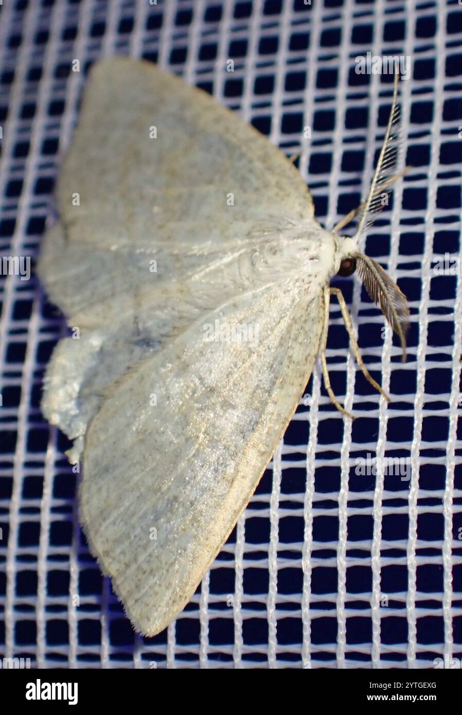 Cabera exanthemata hi-res stock photography and images - Alamy