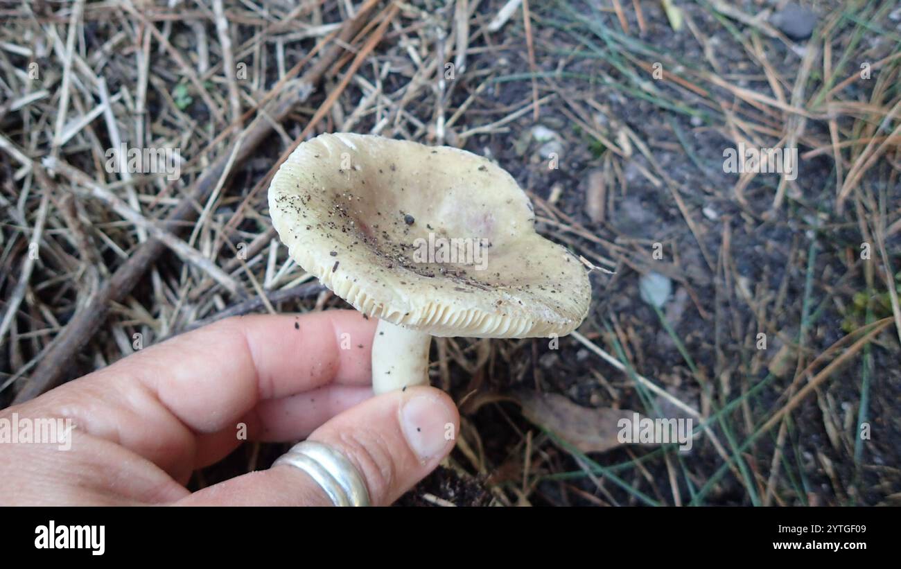 Sepia Brittlegill (Russula sororia Stock Photo - Alamy
