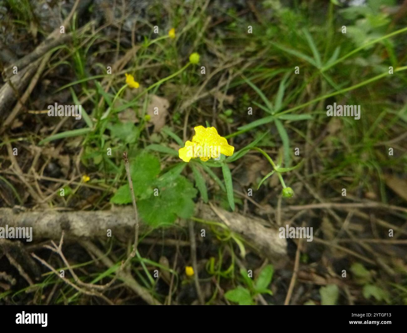Goldilocks Buttercup (Ranunculus auricomus Stock Photo - Alamy