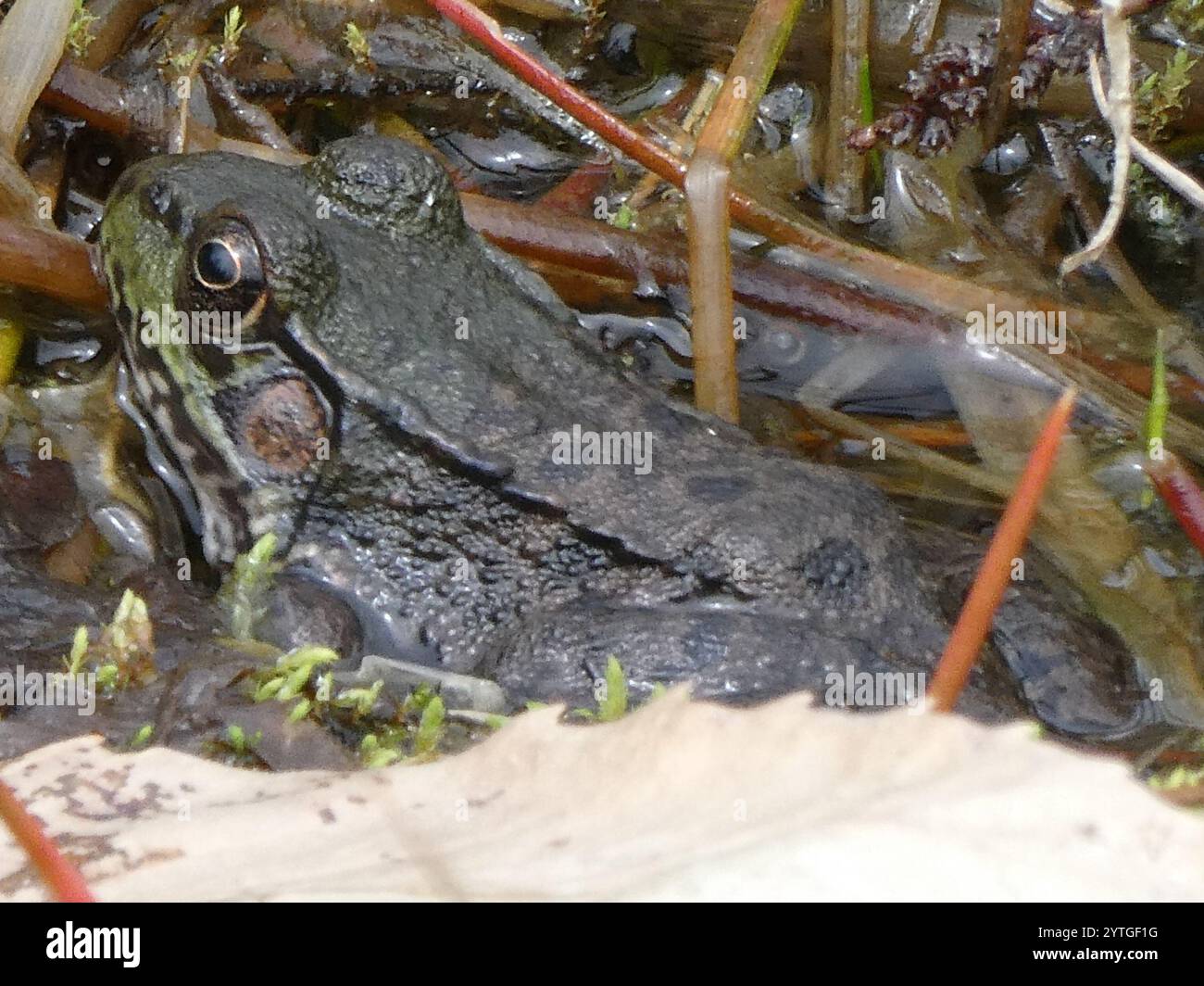 Green Frog (Lithobates clamitans Stock Photo - Alamy