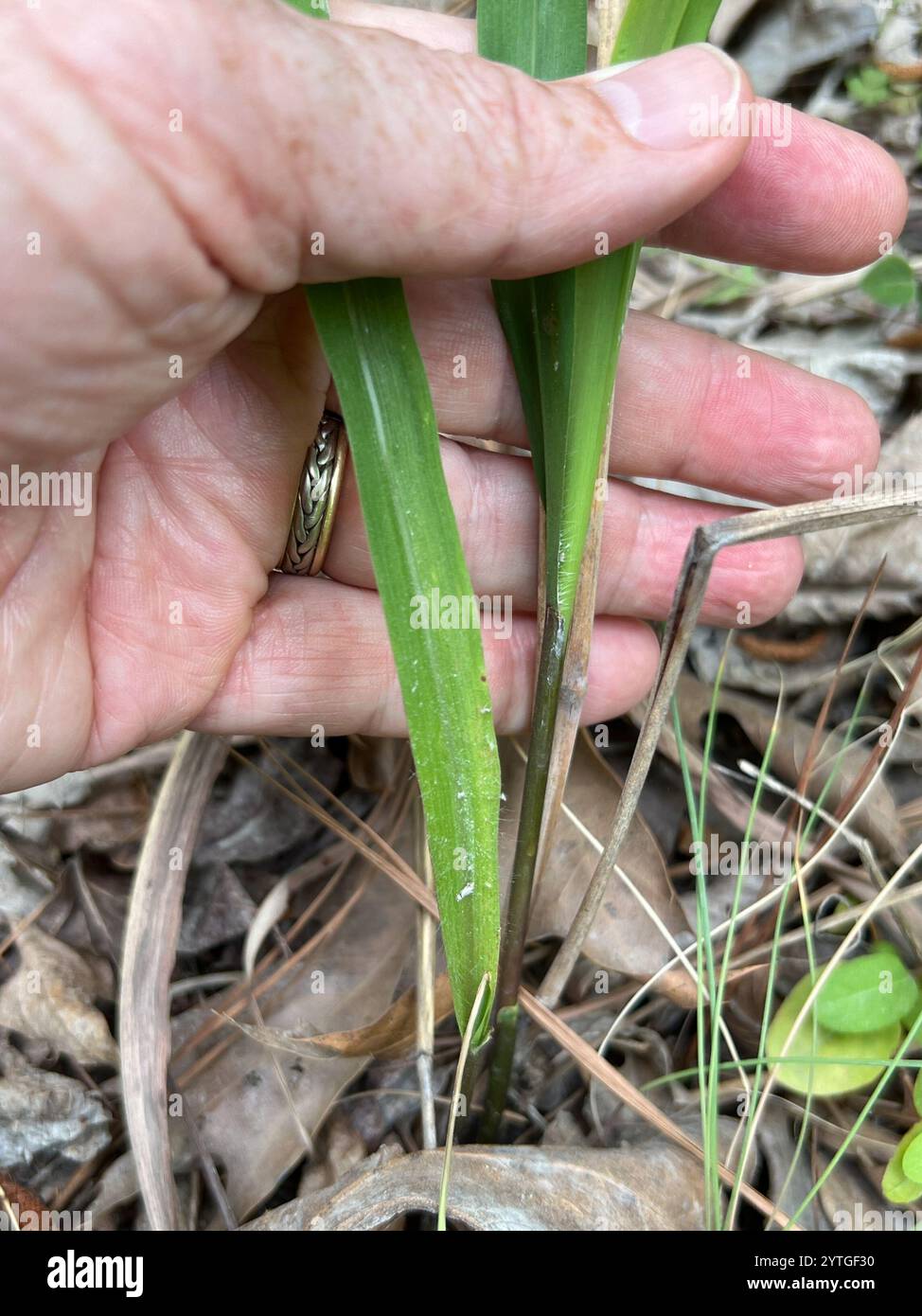 woolly beardgrass (Erianthus alopecuroides Stock Photo - Alamy