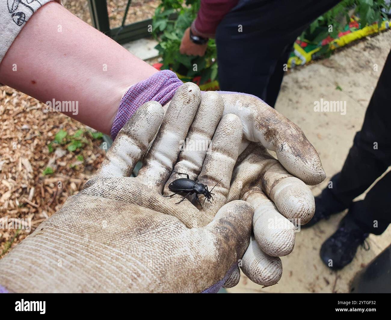 Violet ground beetle (Carabus violaceus Stock Photo - Alamy