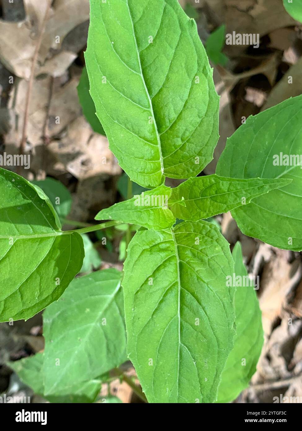 broadleaf enchanter's nightshade (Circaea canadensis Stock Photo - Alamy