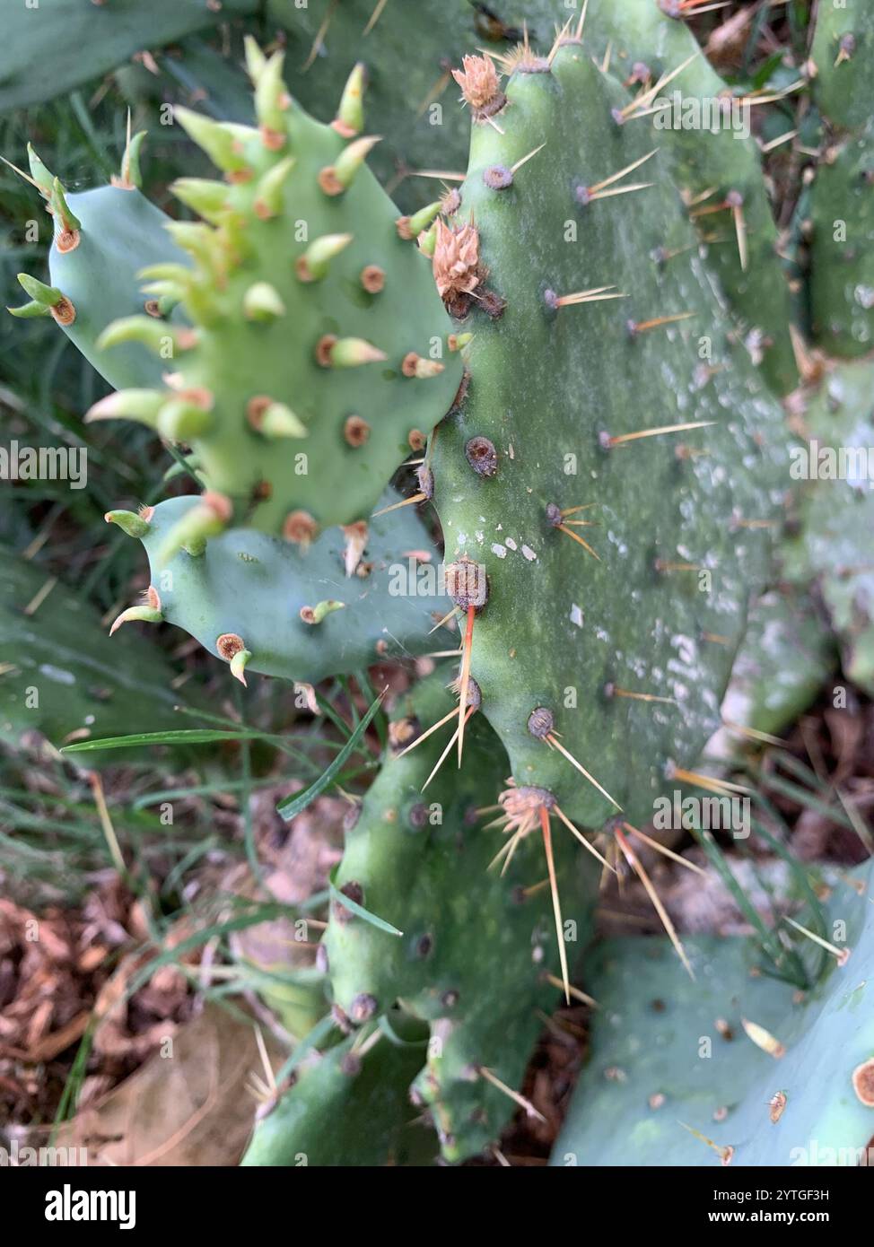 Western Pricklypear (Opuntia orbiculata Stock Photo - Alamy