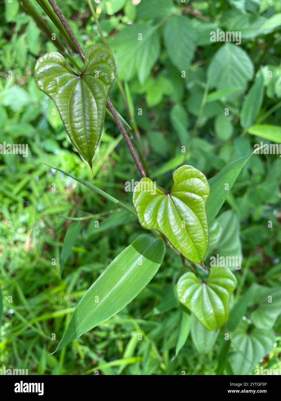 Chinese yam (Dioscorea polystachya Stock Photo - Alamy