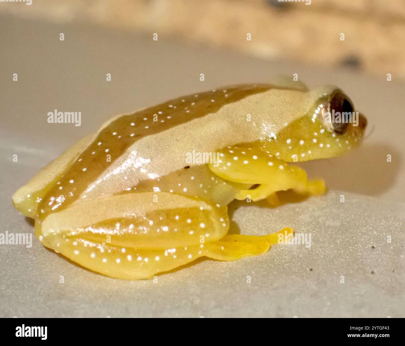 Afrixalus hi-res stock photography and images - Alamy