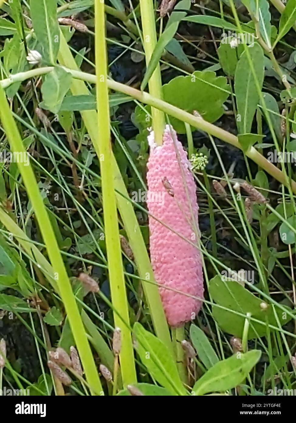 Common Apple Snails (Pomacea Stock Photo - Alamy