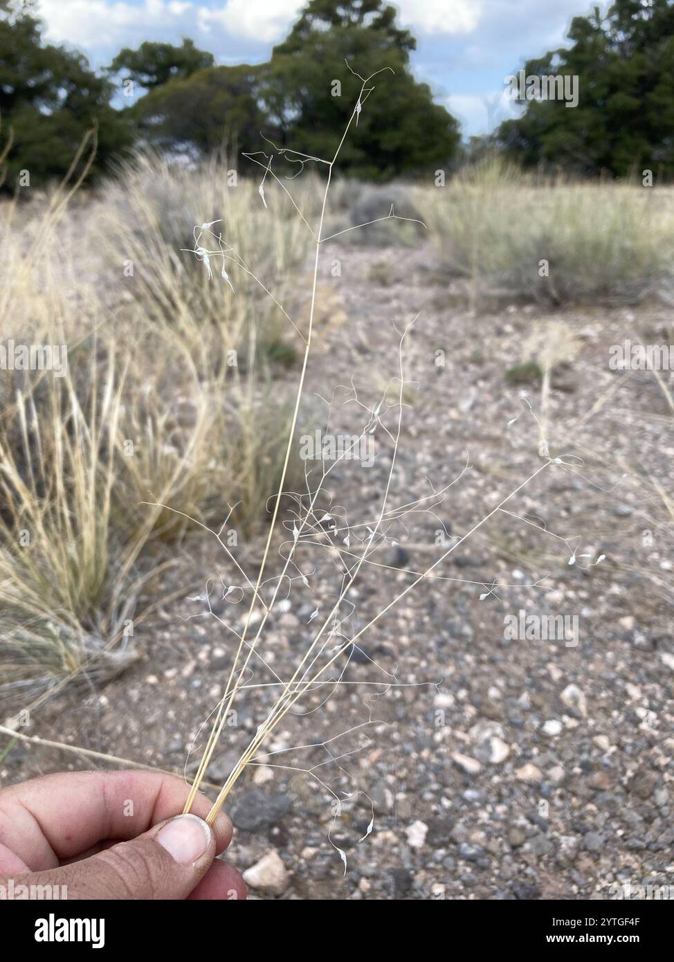 Sand Ricegrass (Eriocoma hymenoides Stock Photo - Alamy