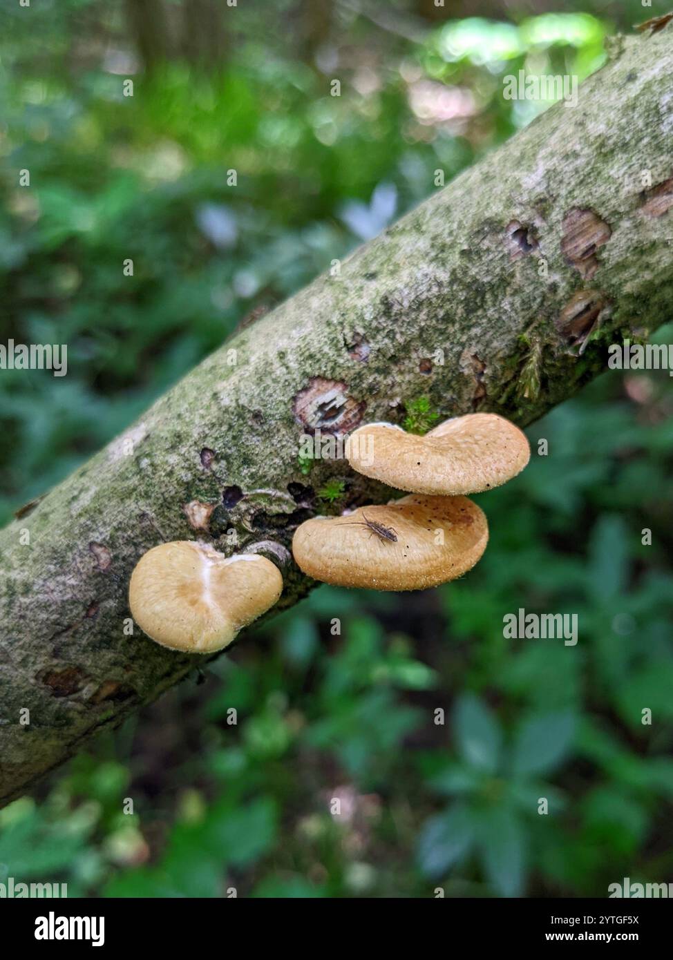 hexagonal-pored polypore (Neofavolus alveolaris Stock Photo - Alamy