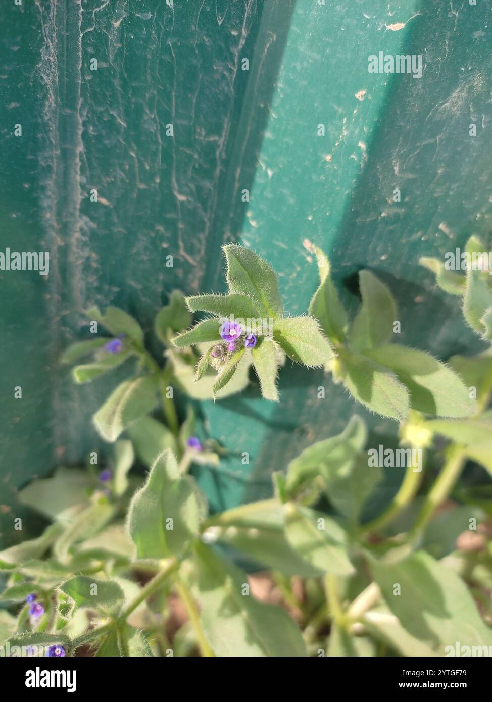 Asperugo procumbens hi-res stock photography and images - Alamy